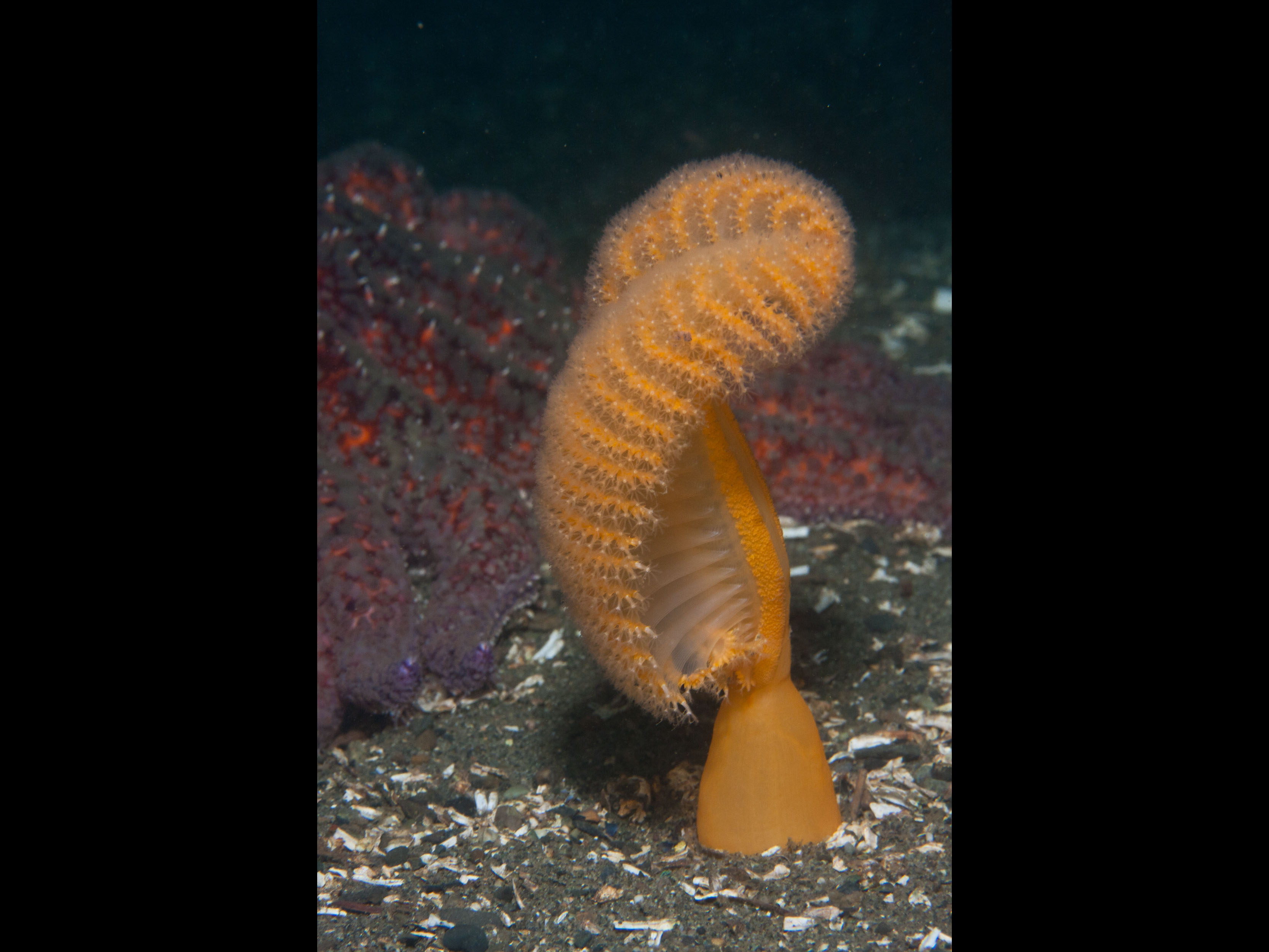 Marine Biology | Marine Biology at the University of Washington