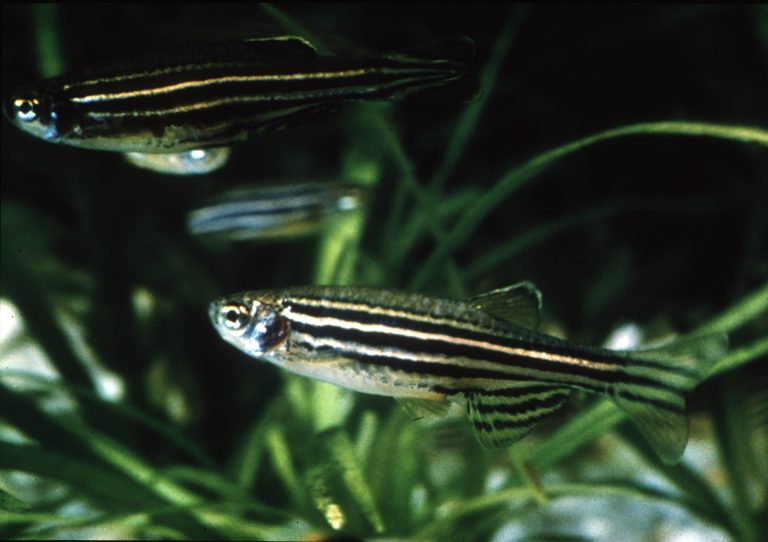 [UW Health Sciences NewsBeat] Tiny zebrafish makes a big research splash
