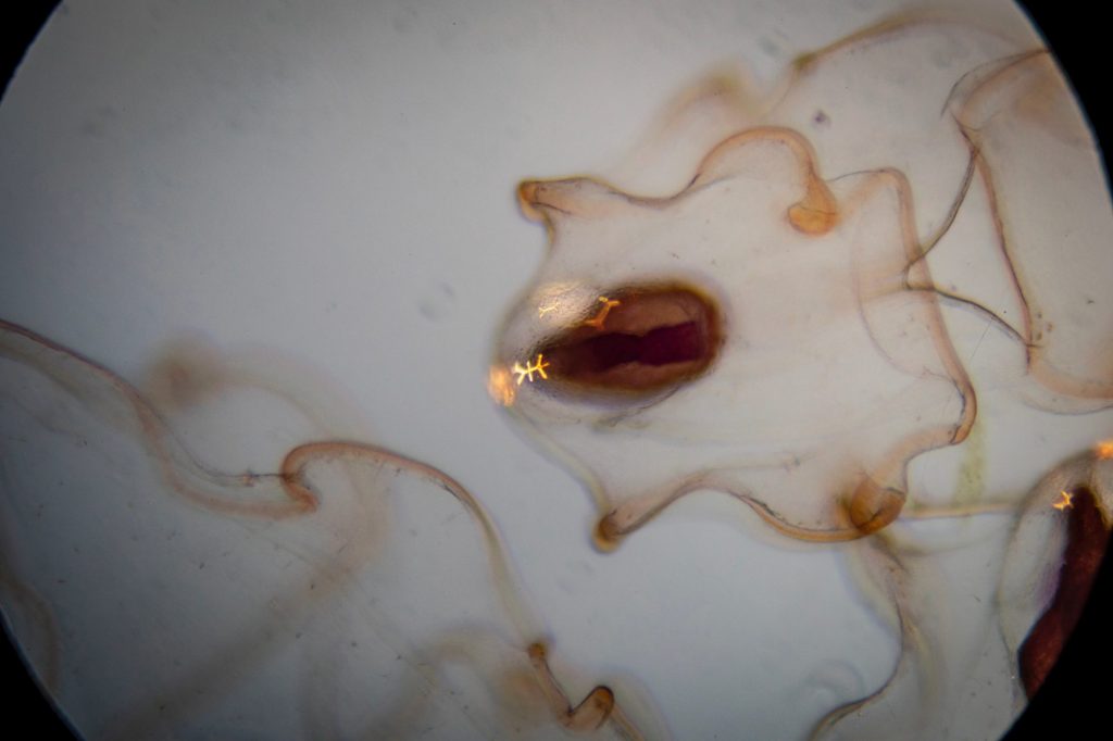 Thousands of baby sea stars born at UW lab are sign of hope for ...