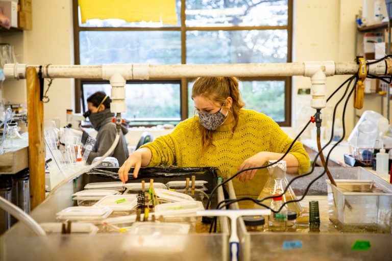 Thousands of baby sea stars born at UW lab are sign of hope for ...