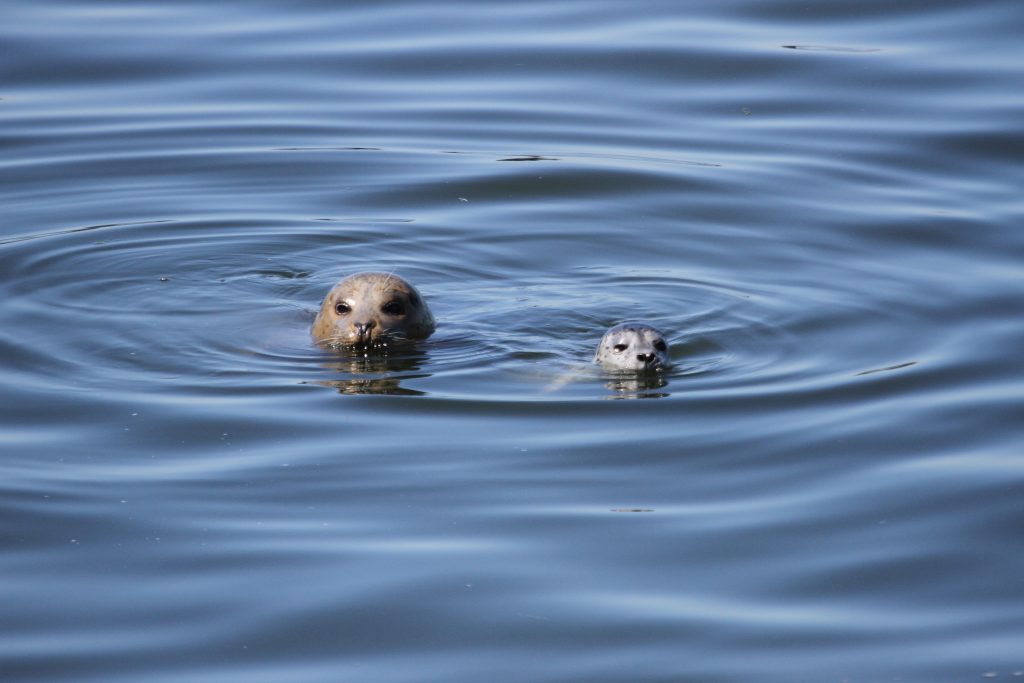 Eelgrass Sampling and Harbor Seal Research: Student Spotlight with Baylen