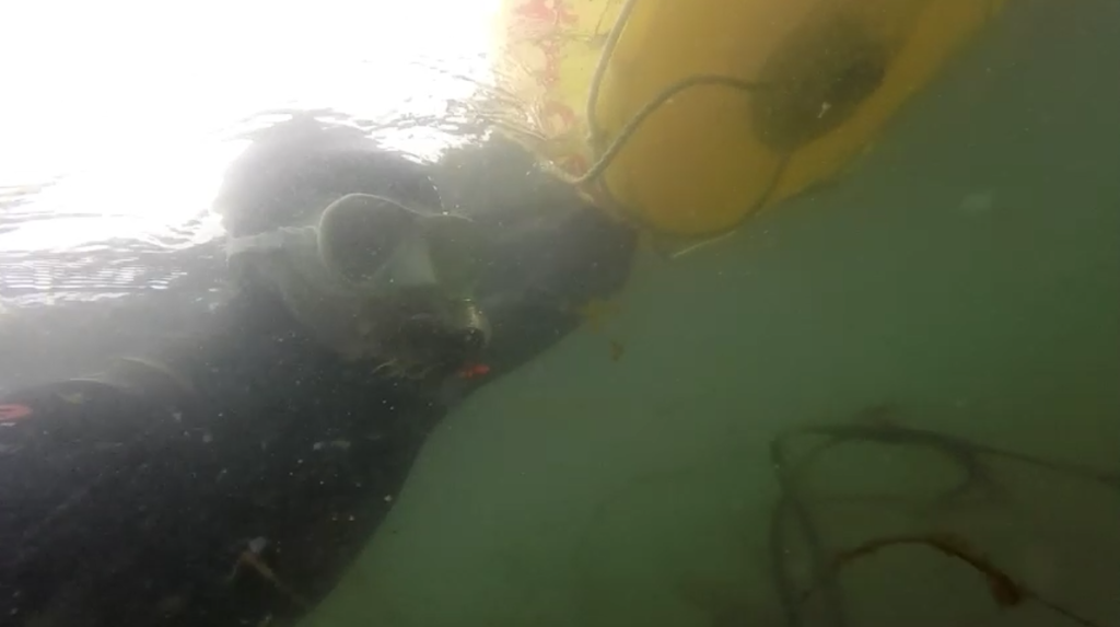 Eelgrass Sampling and Harbor Seal Research: Student Spotlight with Baylen