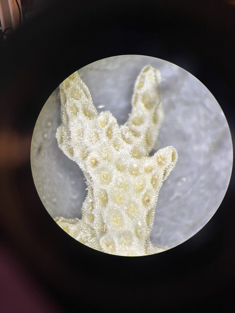 Student research in the Padilla-Gamiño lab